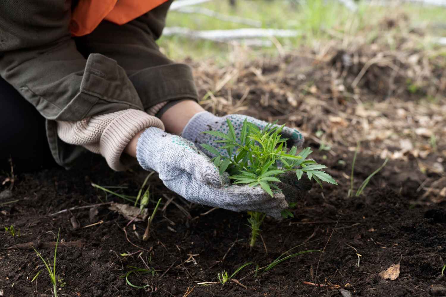 Professional Tree Services in Magna, UT | Call (815) 215-1984